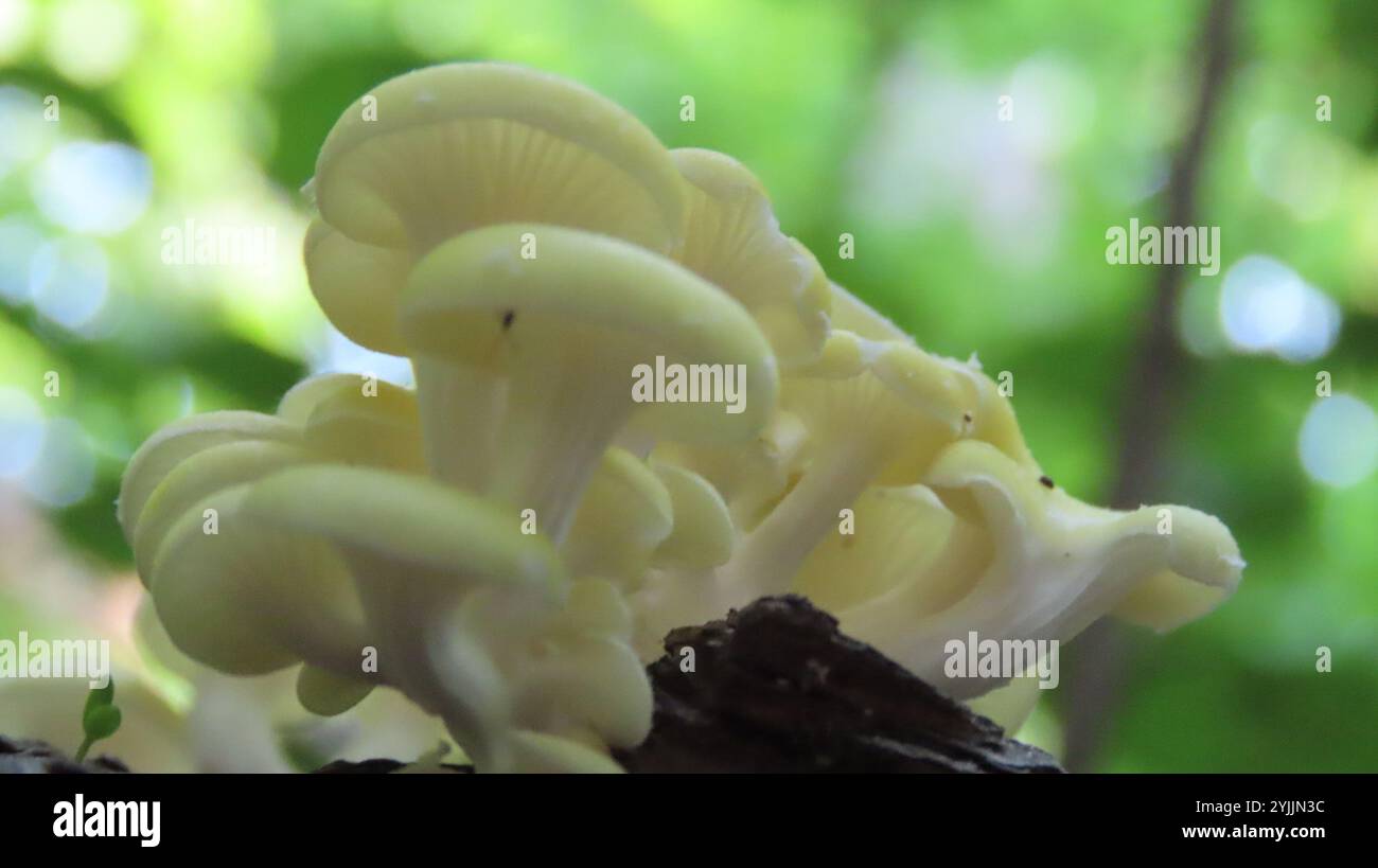 Golden Oyster Mushroom (Pleurotus citrinopileatus Stock Photo - Alamy