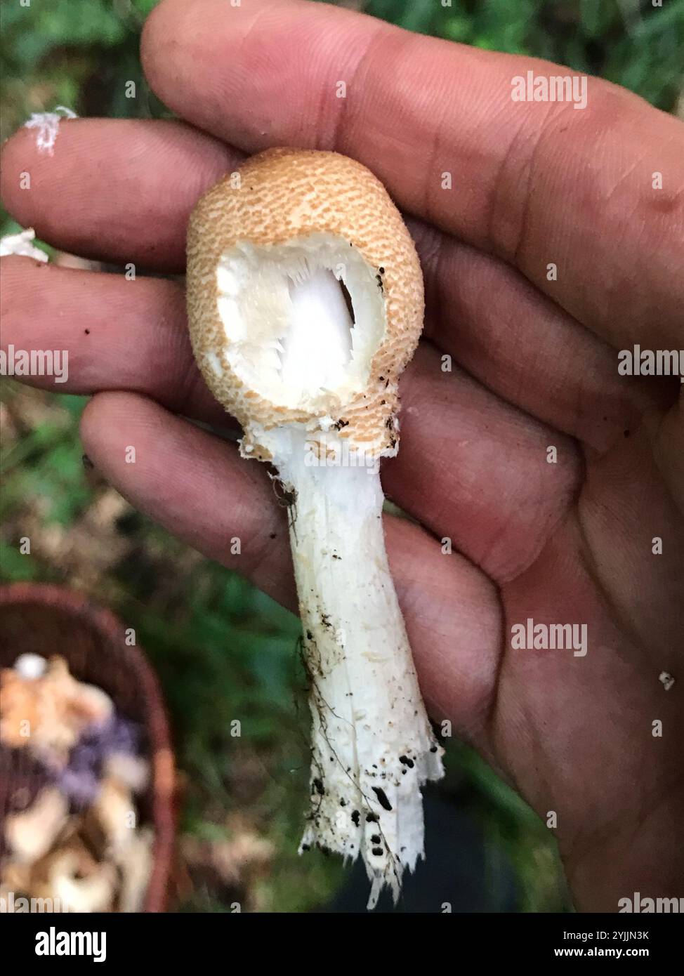 yellowfoot dapperling (Lepiota magnispora Stock Photo - Alamy