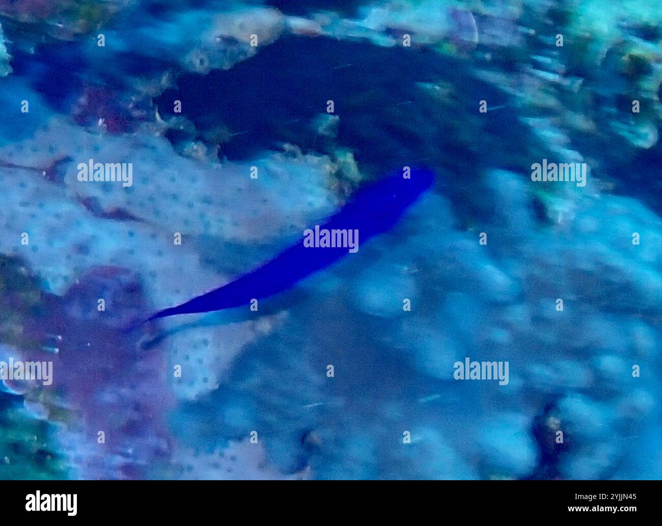 Orchid Dottyback (Pseudochromis fridmani Stock Photo - Alamy