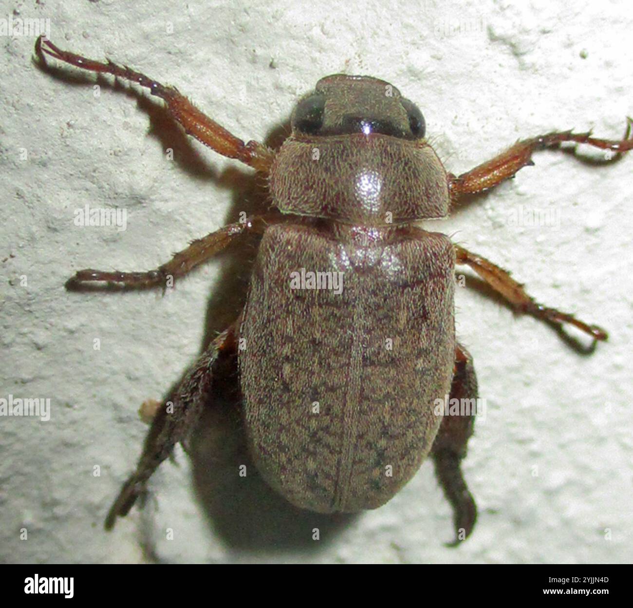 Adoretus hi-res stock photography and images - Alamy