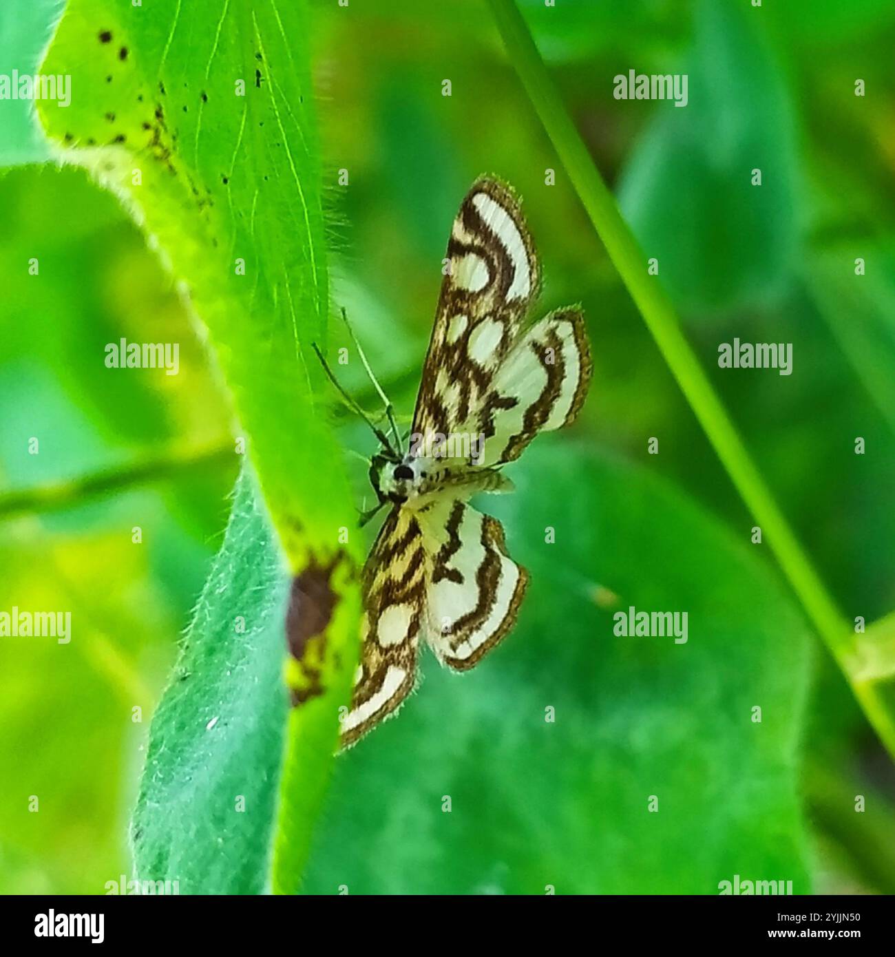 Beautiful China-mark (Nymphula nitidulata Stock Photo - Alamy