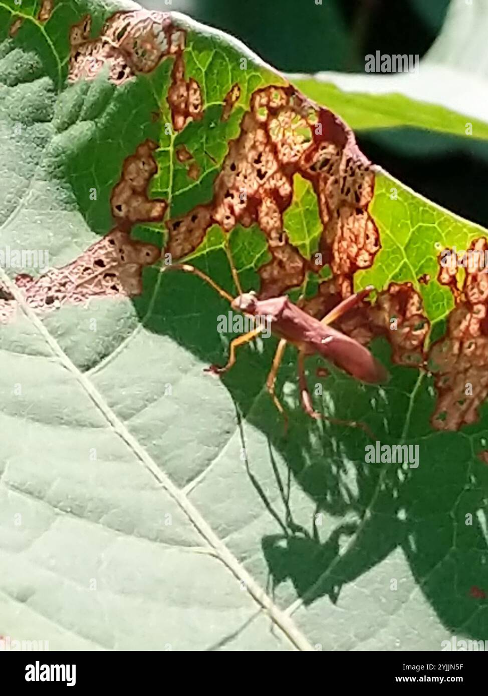 Leaf-footed Bugs and Allies (Coreoidea Stock Photo - Alamy
