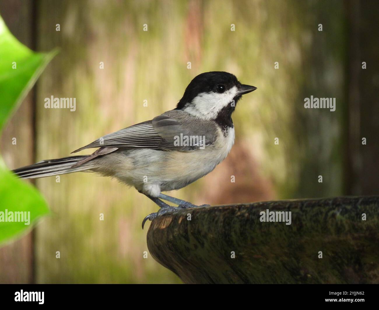 Carolina Chickadee (Poecile carolinensis Stock Photo - Alamy