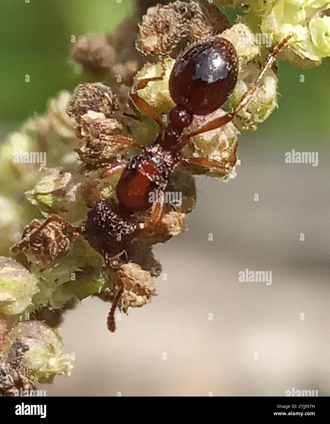 European fire ant (Myrmica rubra Stock Photo - Alamy