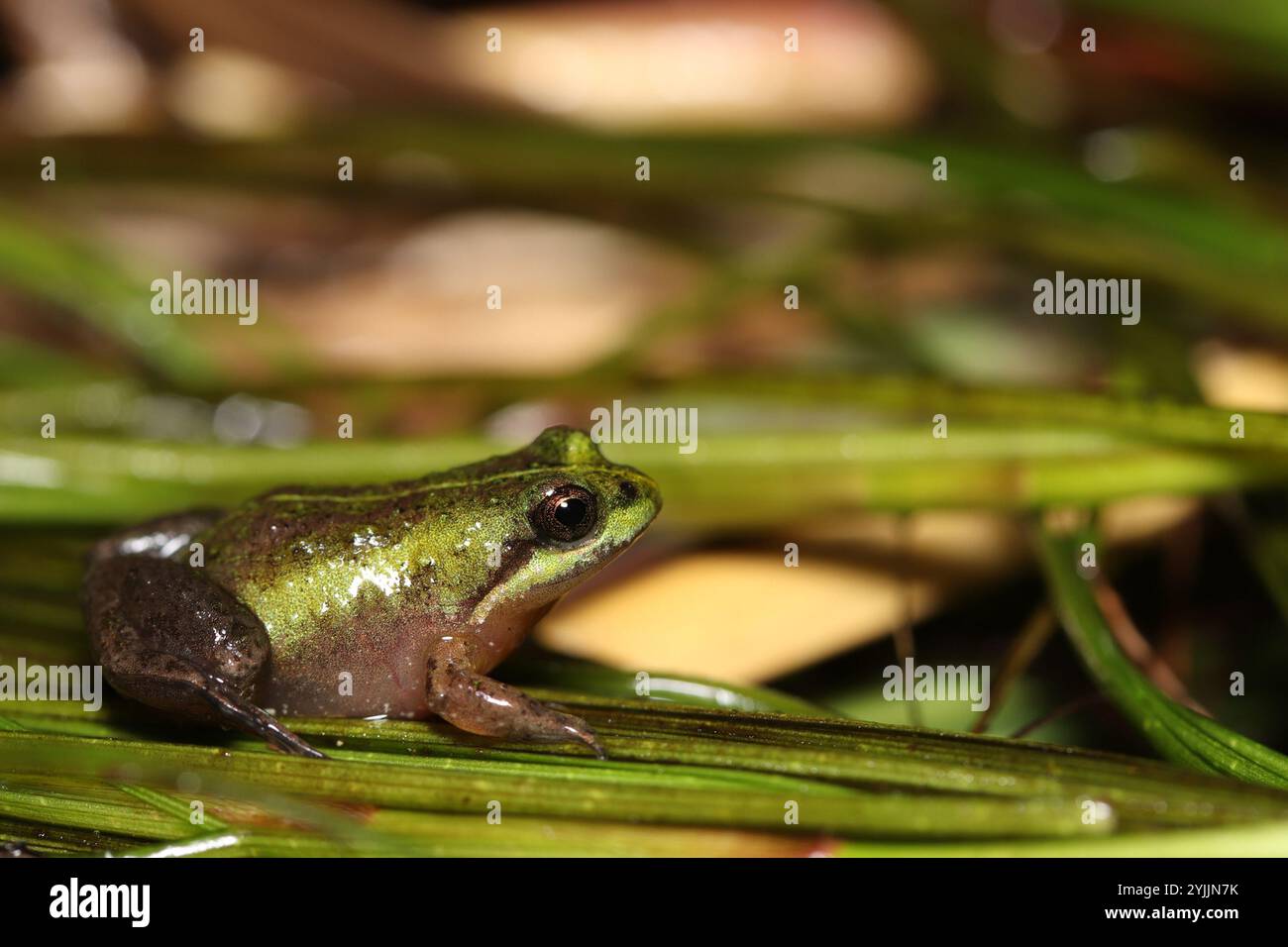 Micro Frog (Microbatrachella capensis Stock Photo - Alamy