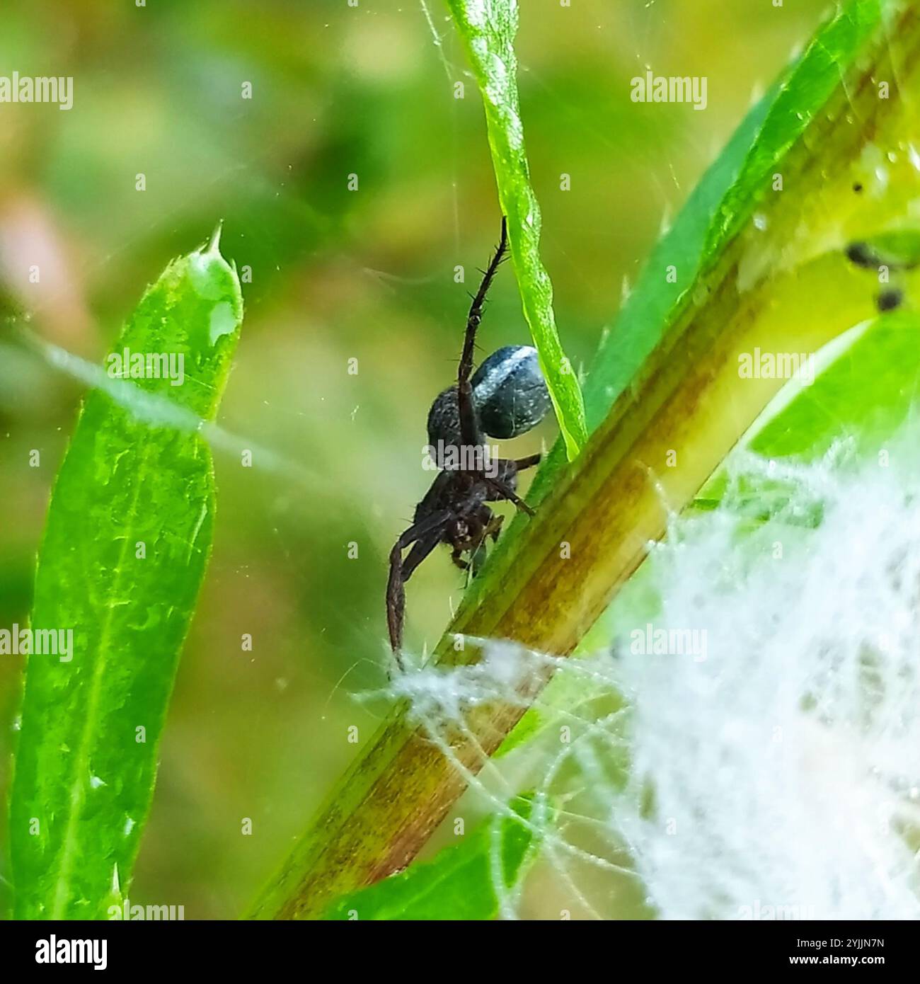 Thin-legged Wolf Spiders (Pardosa Stock Photo - Alamy