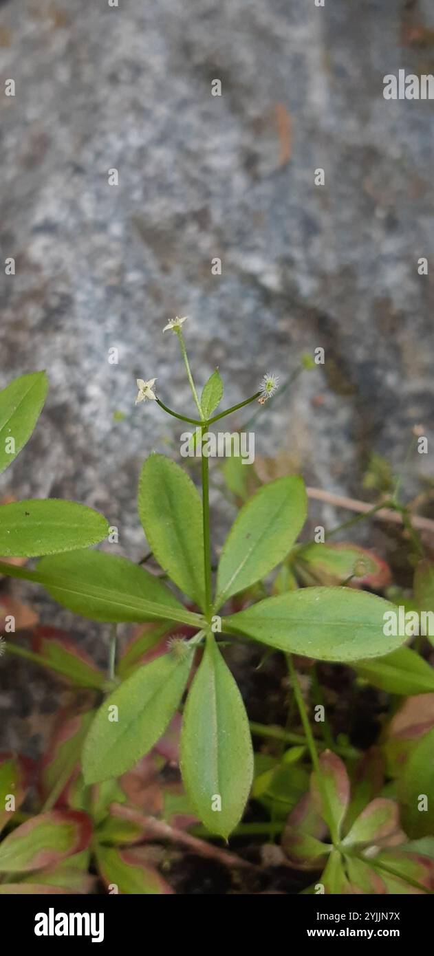 fragrant bedstraw (Galium triflorum Stock Photo - Alamy