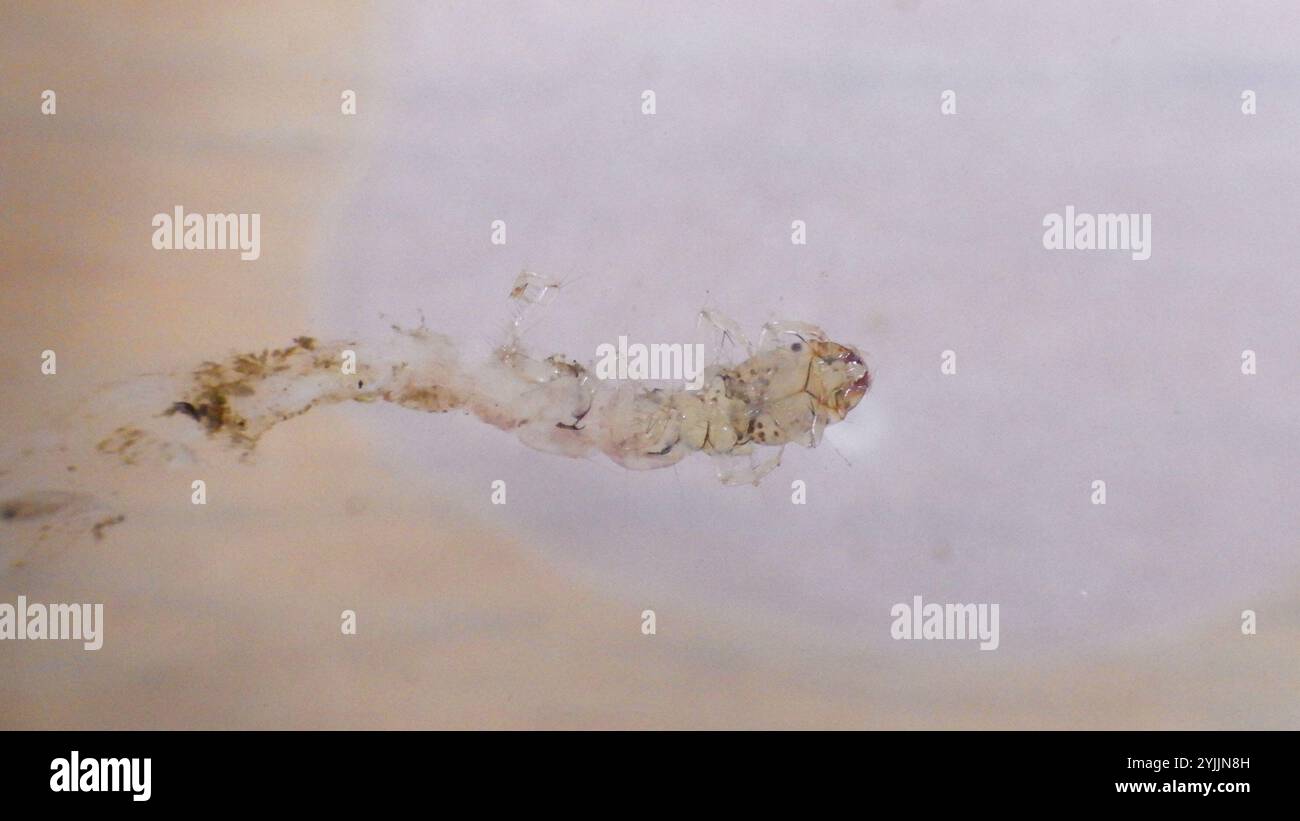 Tube Maker Caddisflies (Polycentropodidae Stock Photo - Alamy