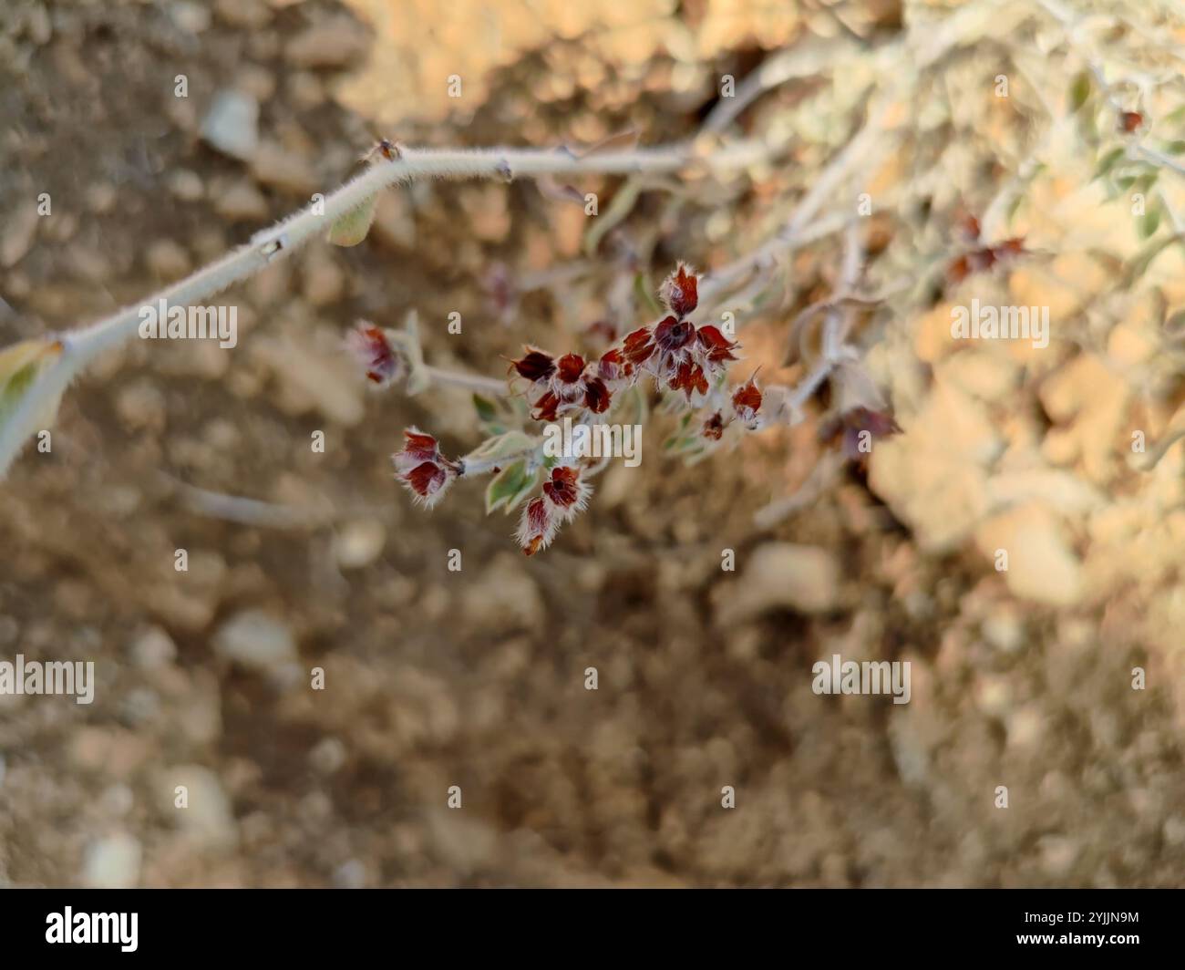Hairy Canary-clover (Lotus hirsutus Stock Photo - Alamy