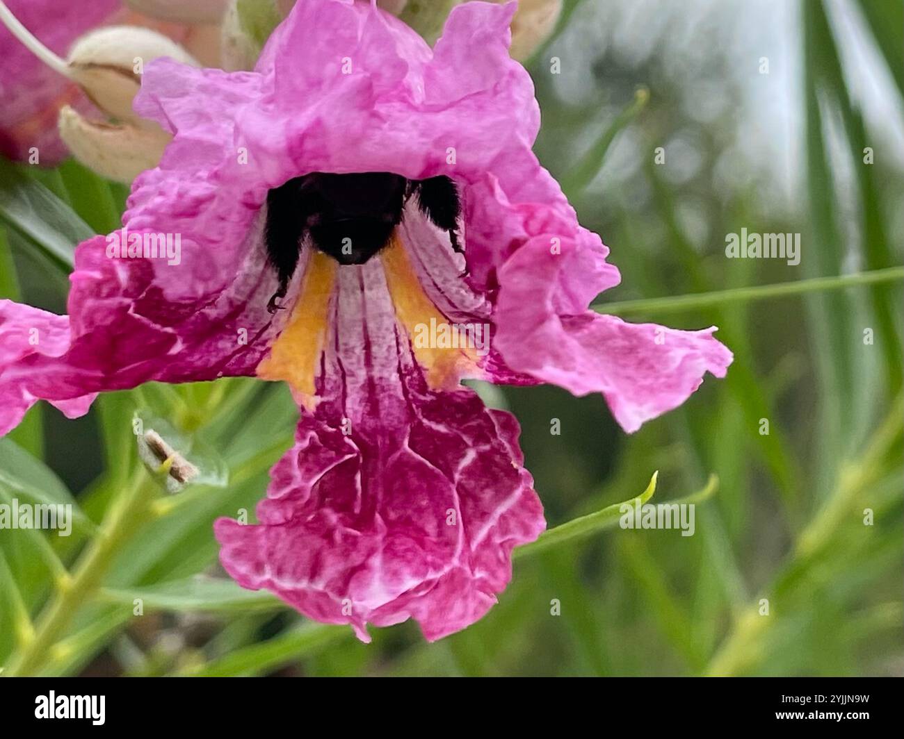 Svastra atripes hi-res stock photography and images - Alamy