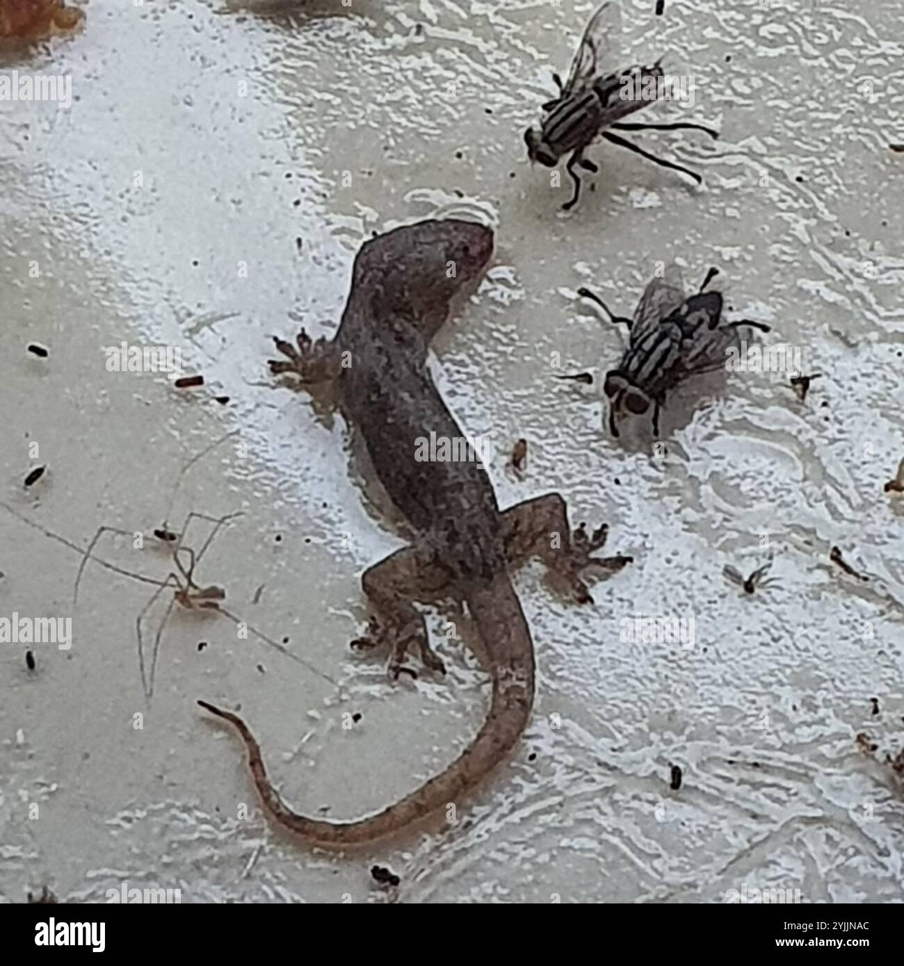 Asian House Gecko (Hemidactylus frenatus Stock Photo - Alamy