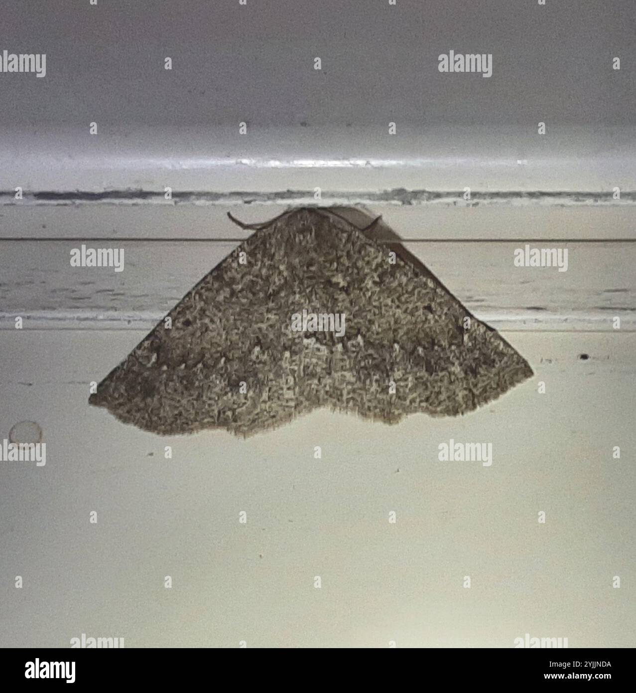 Geometer Moths (Geometridae Stock Photo - Alamy