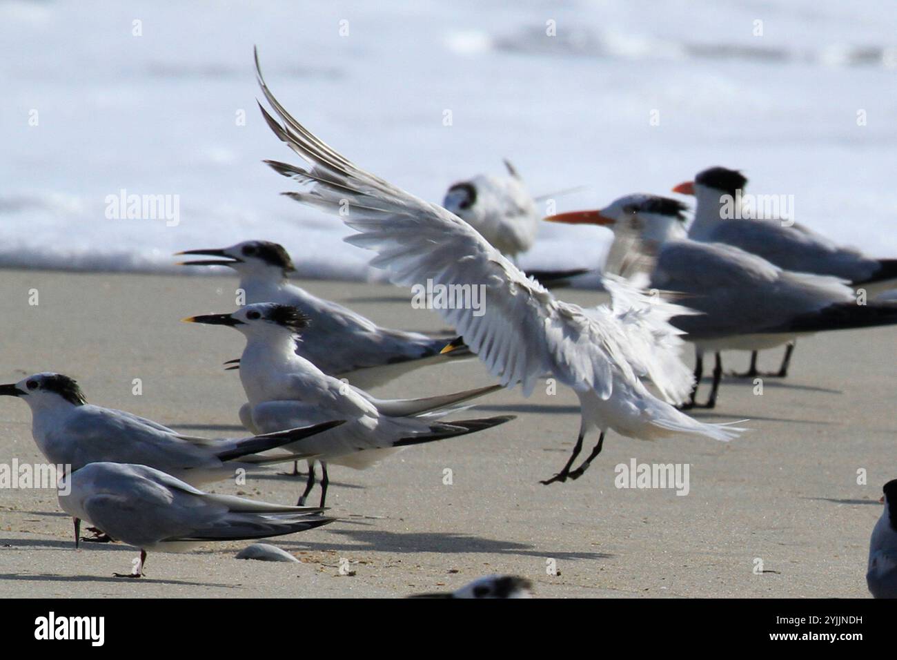 Sandwich Tern (Thalasseus sandvicensis Stock Photo - Alamy