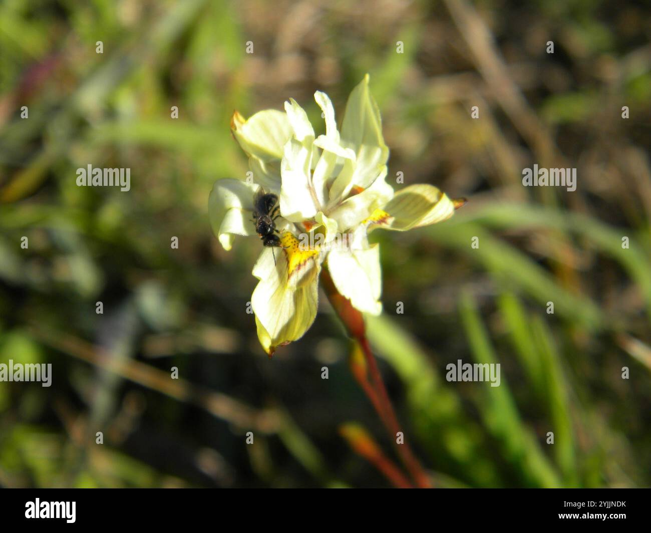 Cape Tulips (Moraea Stock Photo - Alamy