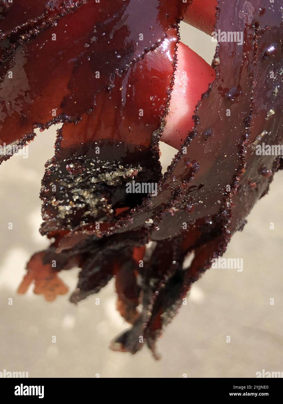 Grape Tongue (Cryptopleura ruprechtiana Stock Photo - Alamy