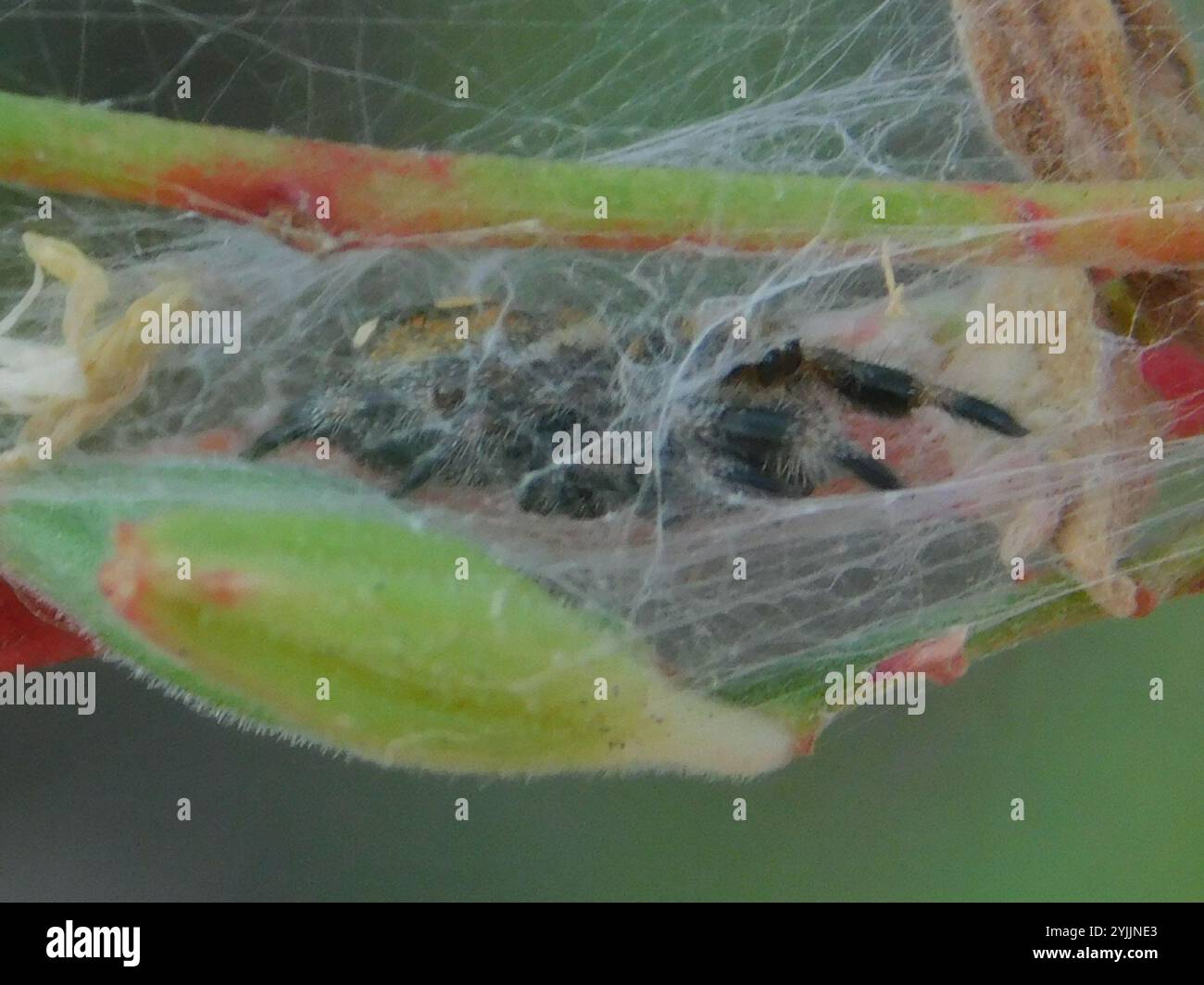 Regal Jumping Spider (Phidippus regius Stock Photo - Alamy