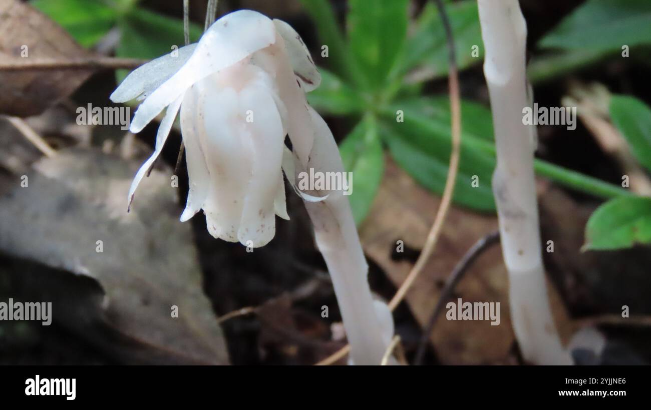 Ghost Pipe (Monotropa uniflora Stock Photo - Alamy