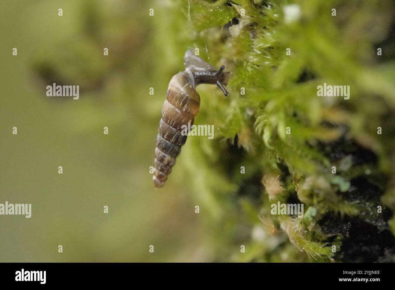 Door snails (Clausiliidae Stock Photo - Alamy