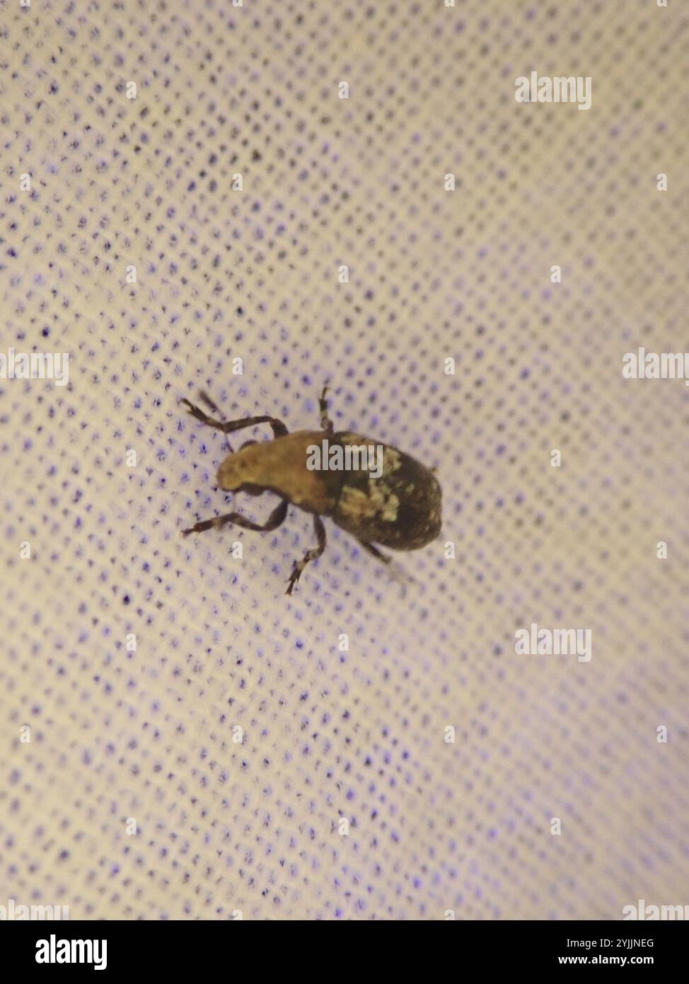 Marbled Fungus Weevil (Euparius marmoreus Stock Photo - Alamy