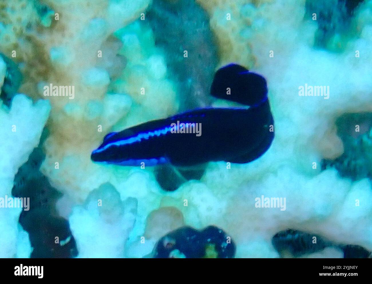 Blue-striped Dottyback (Pseudochromis springeri Stock Photo - Alamy