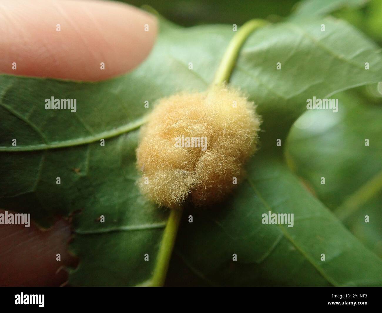 Woolly Oak Gall Wasp (Callirhytis lanata Stock Photo - Alamy
