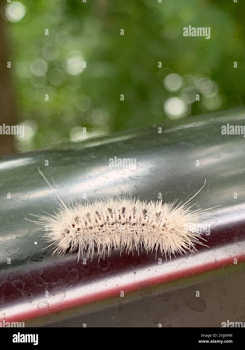 Hickory Tussock Moth (Lophocampa caryae Stock Photo - Alamy