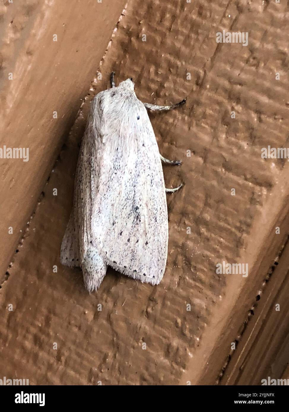 Oblong Sedge Borer Moth (Globia oblonga Stock Photo - Alamy