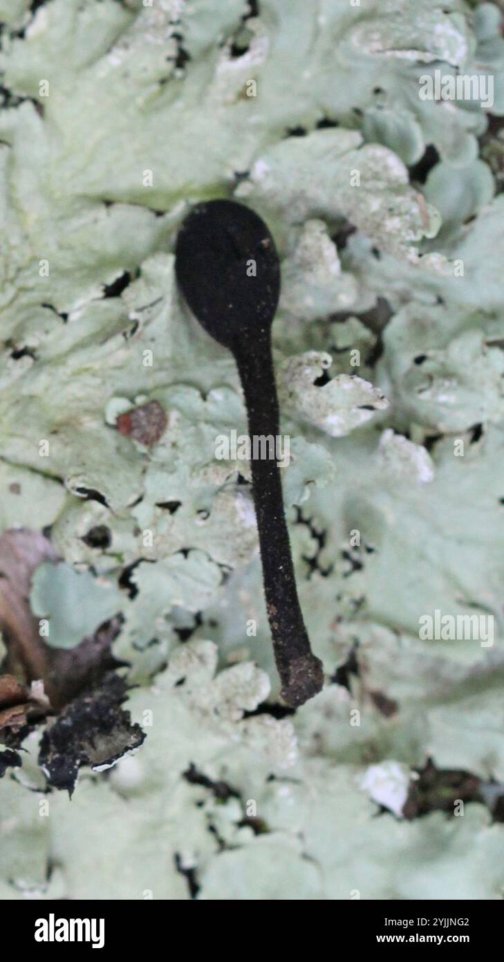 Geoglossaceae hi-res stock photography and images - Alamy