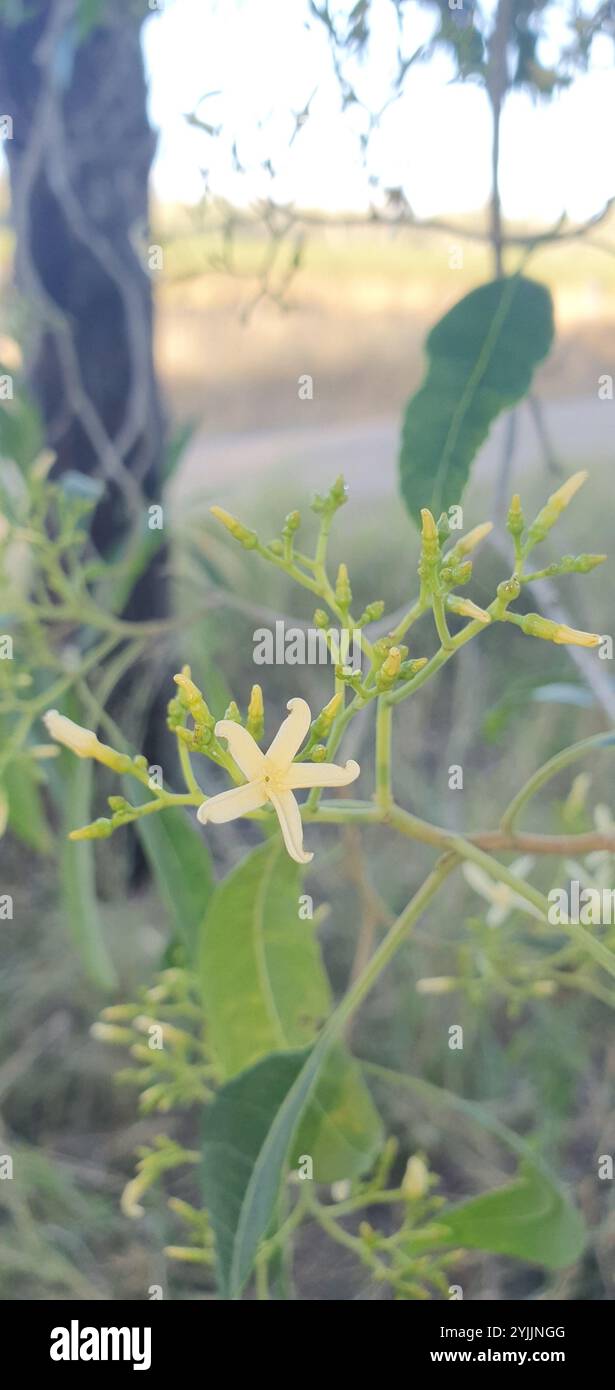 Alstonia constricta hi-res stock photography and images - Alamy