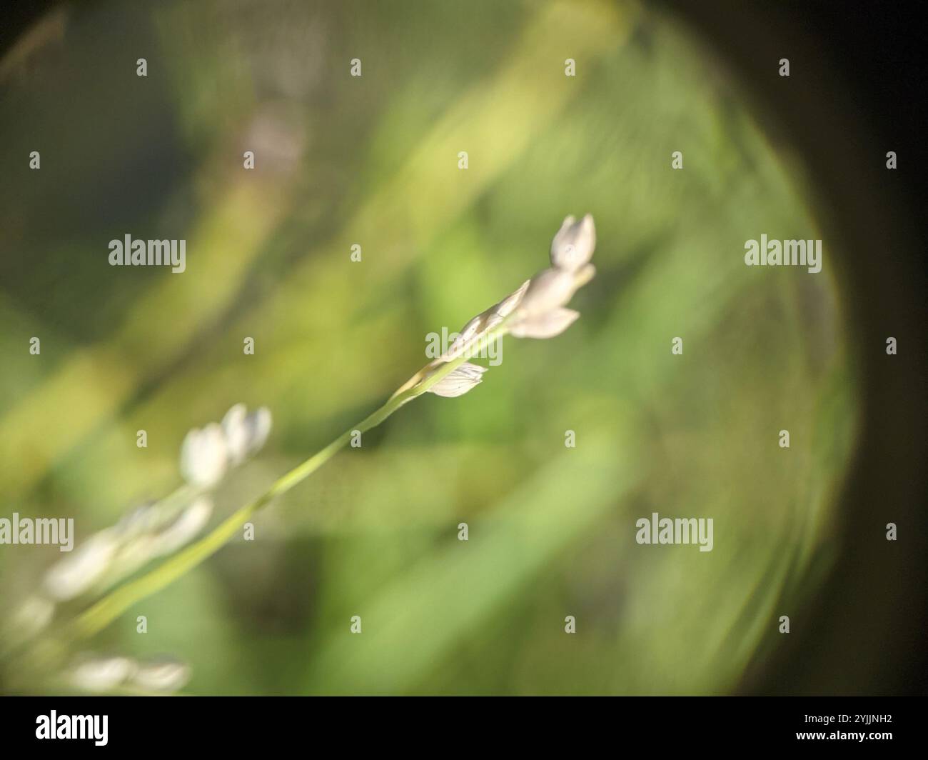 Torpedo grass (Panicum repens Stock Photo - Alamy