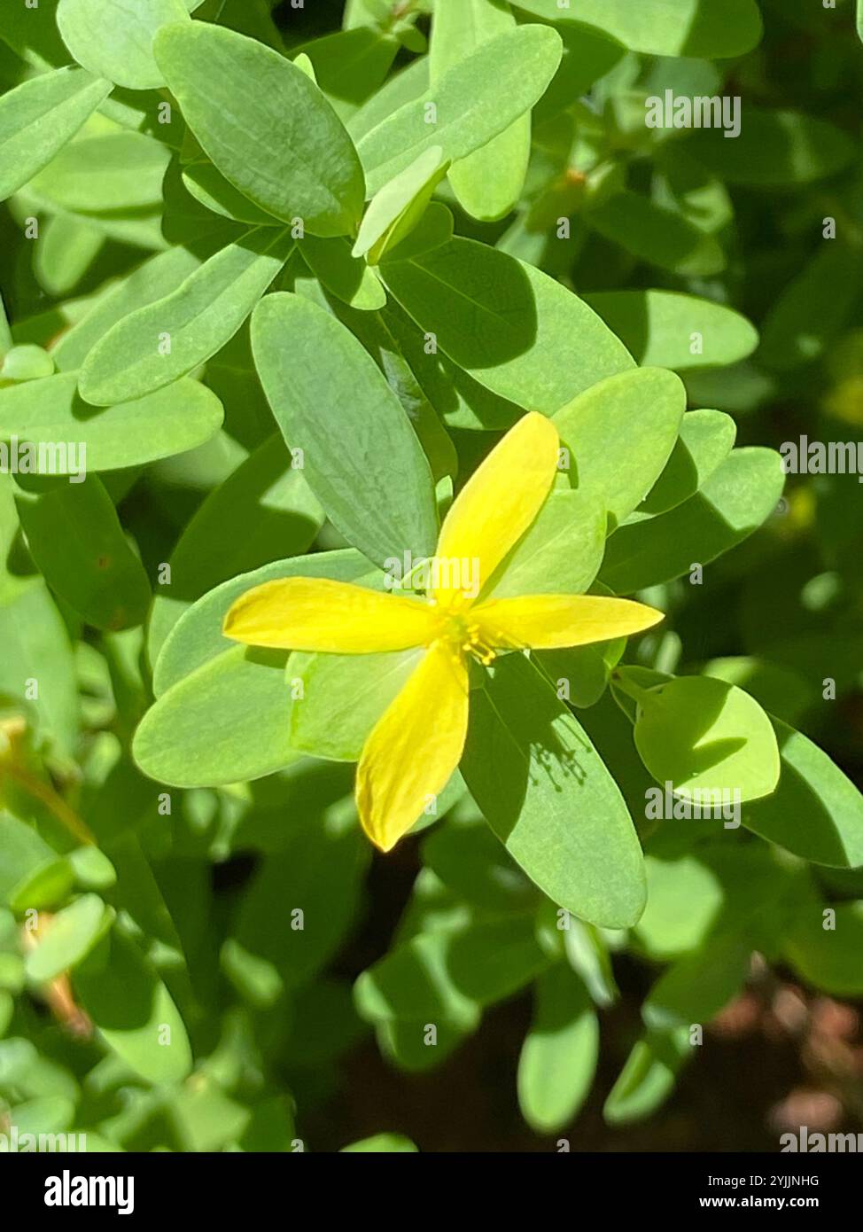 St. Andrew's cross (Hypericum hypericoides Stock Photo - Alamy