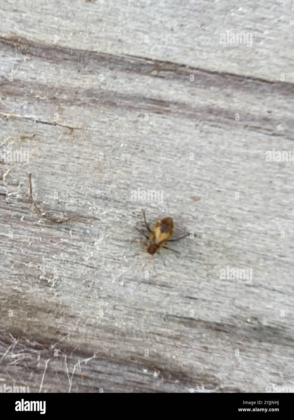 True Bugs, Hoppers, Aphids, and allies (Hemiptera Stock Photo - Alamy