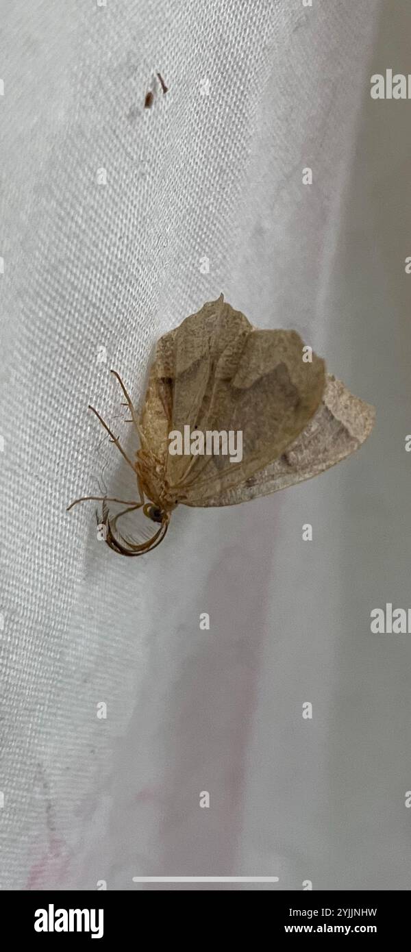 Hemlock Looper Moth (Lambdina fiscellaria Stock Photo - Alamy