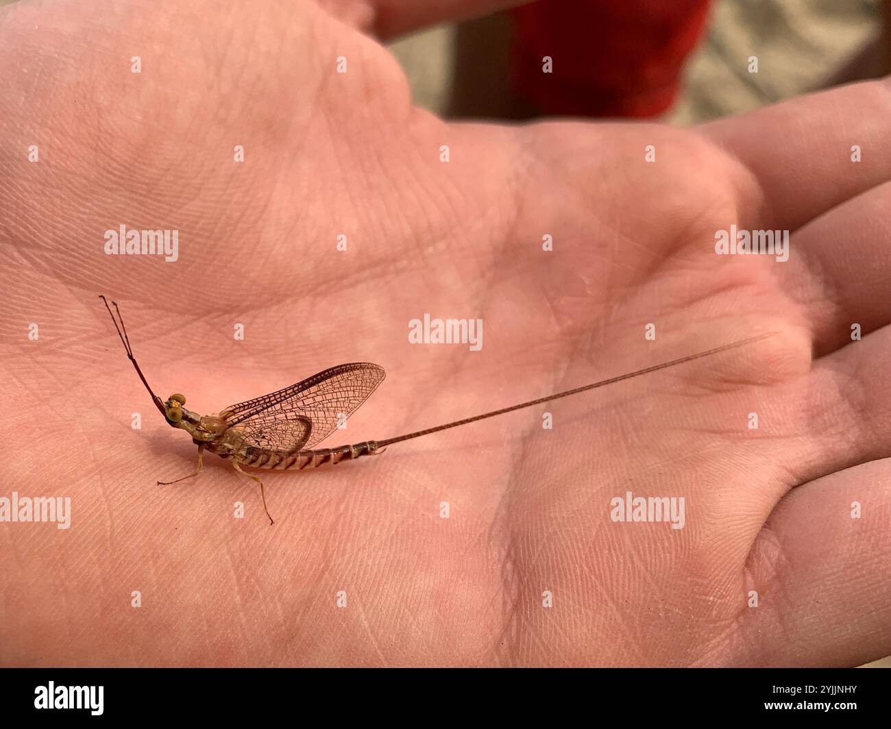 Giant Mayfly (Hexagenia limbata Stock Photo - Alamy