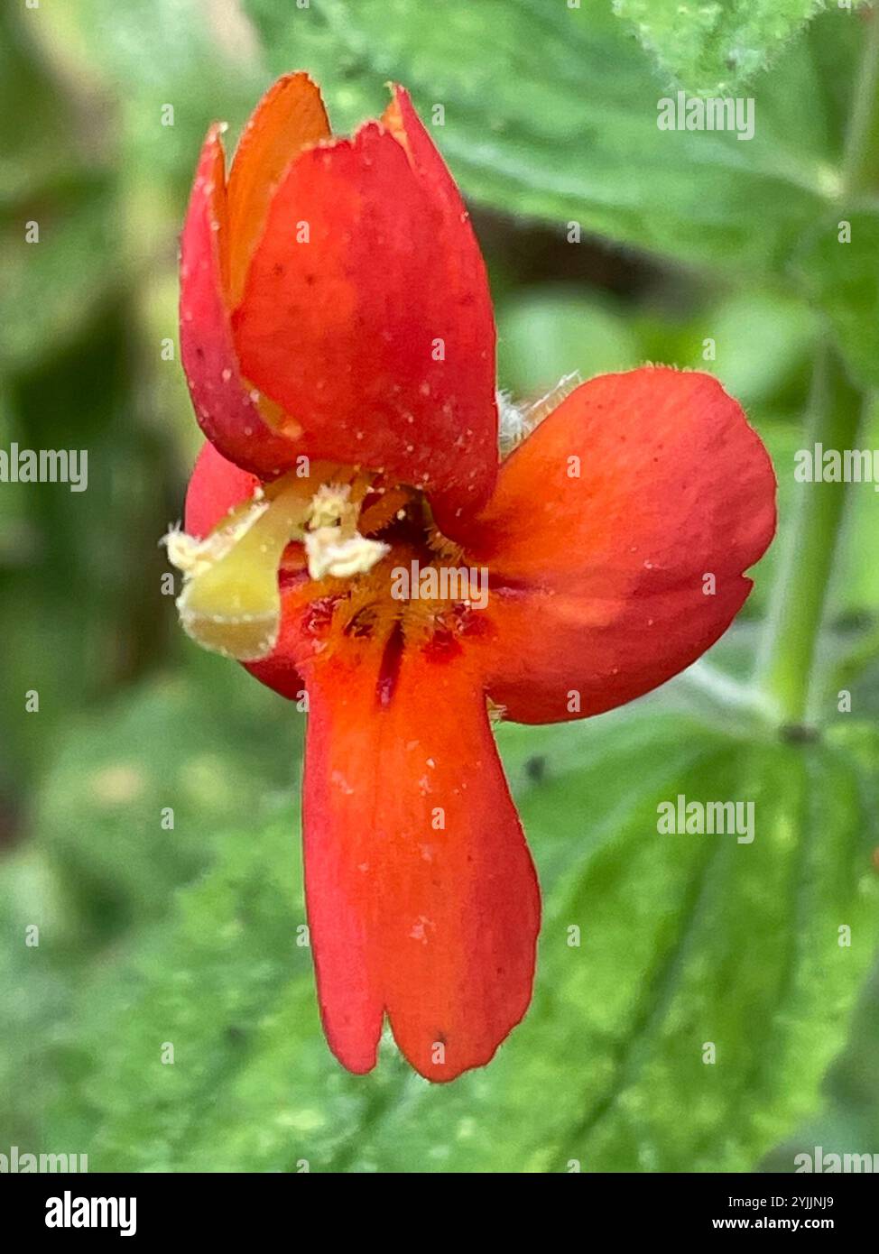 scarlet monkeyflower (Erythranthe cardinalis Stock Photo - Alamy
