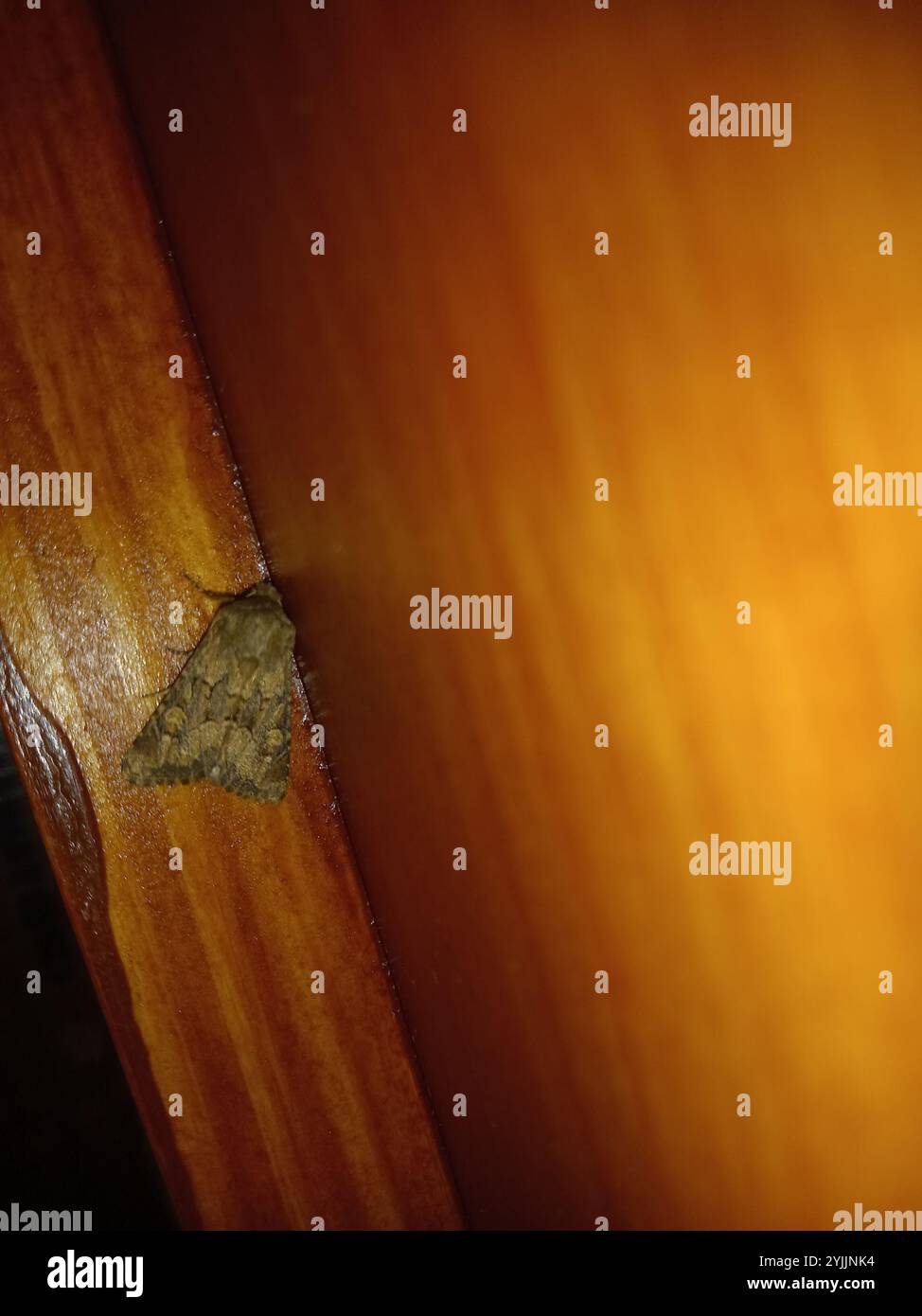 Flounced Rustic (Luperina testacea Stock Photo - Alamy