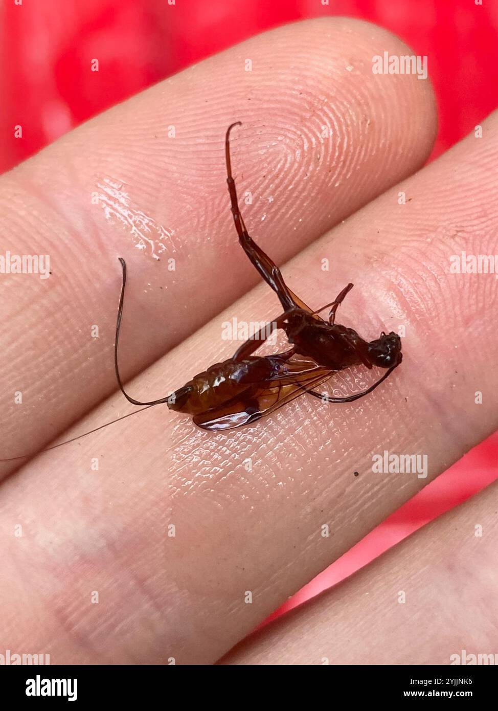 Aulacid Wasps (Aulacidae Stock Photo - Alamy