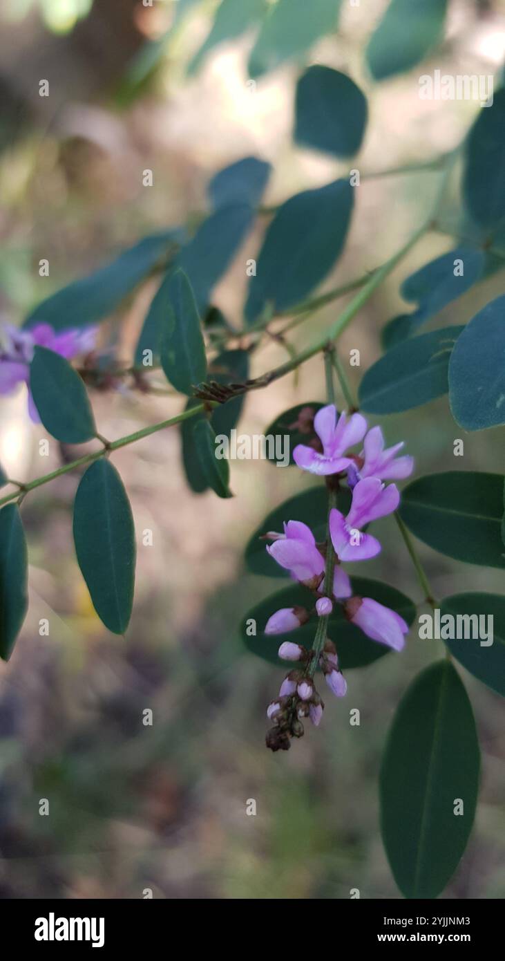 Indigofera australis hi-res stock photography and images - Alamy