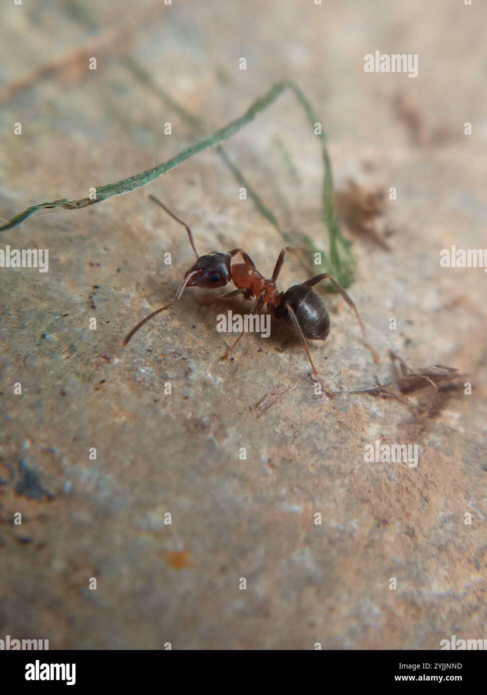 central european bicolored ant (Lasius emarginatus Stock Photo - Alamy