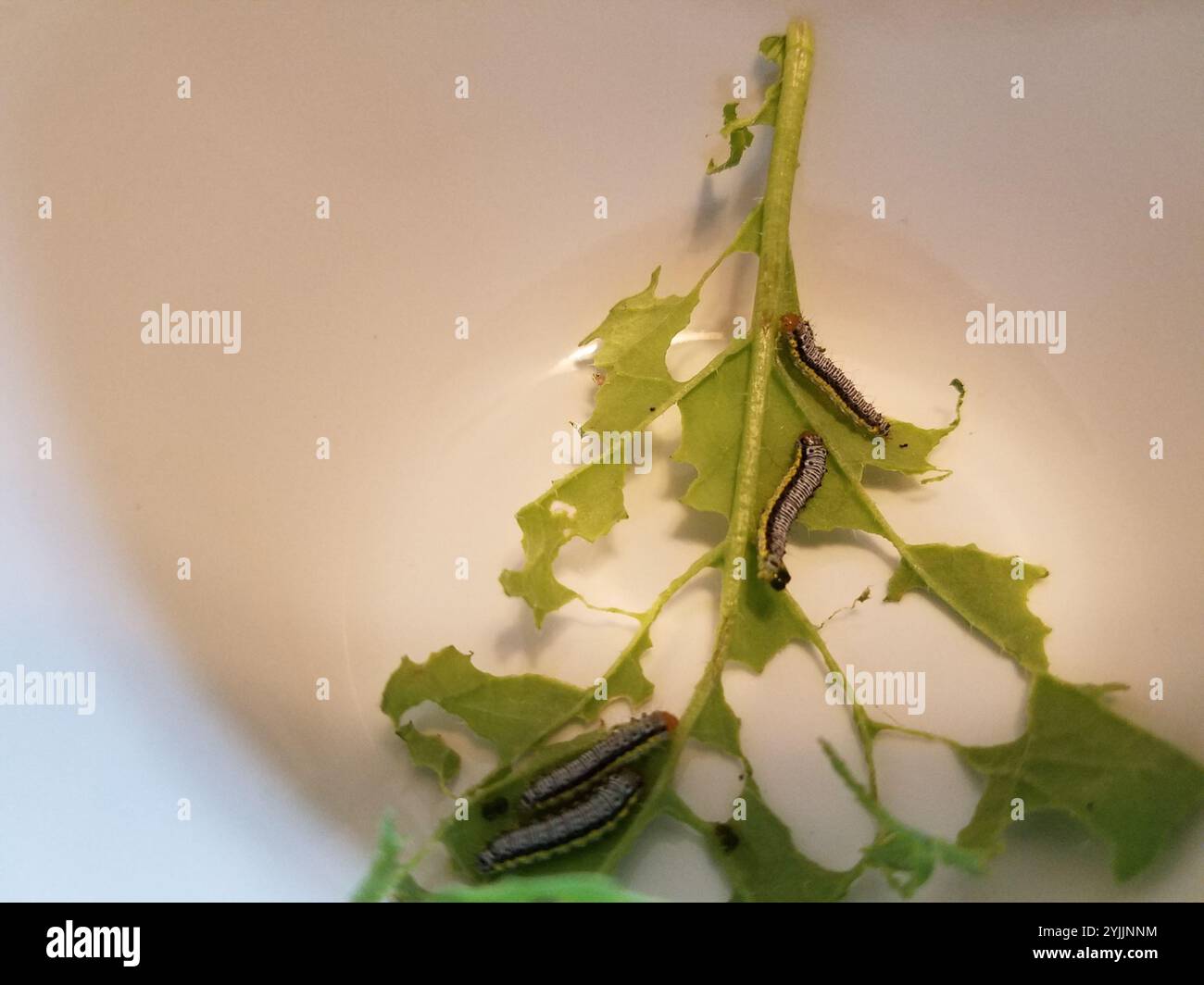 Cross-striped Cabbageworm Moth (Evergestis rimosalis Stock Photo - Alamy