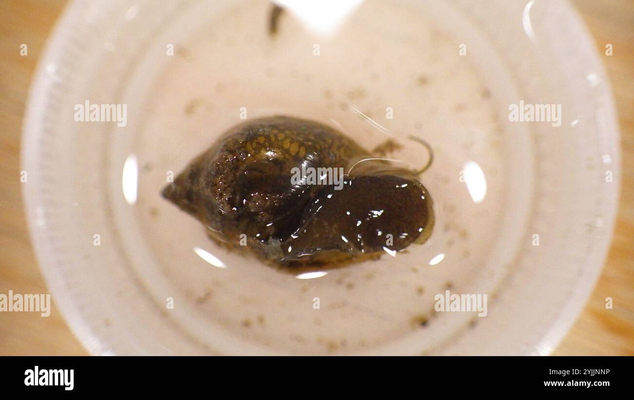 Bladder Snails (Physidae Stock Photo - Alamy