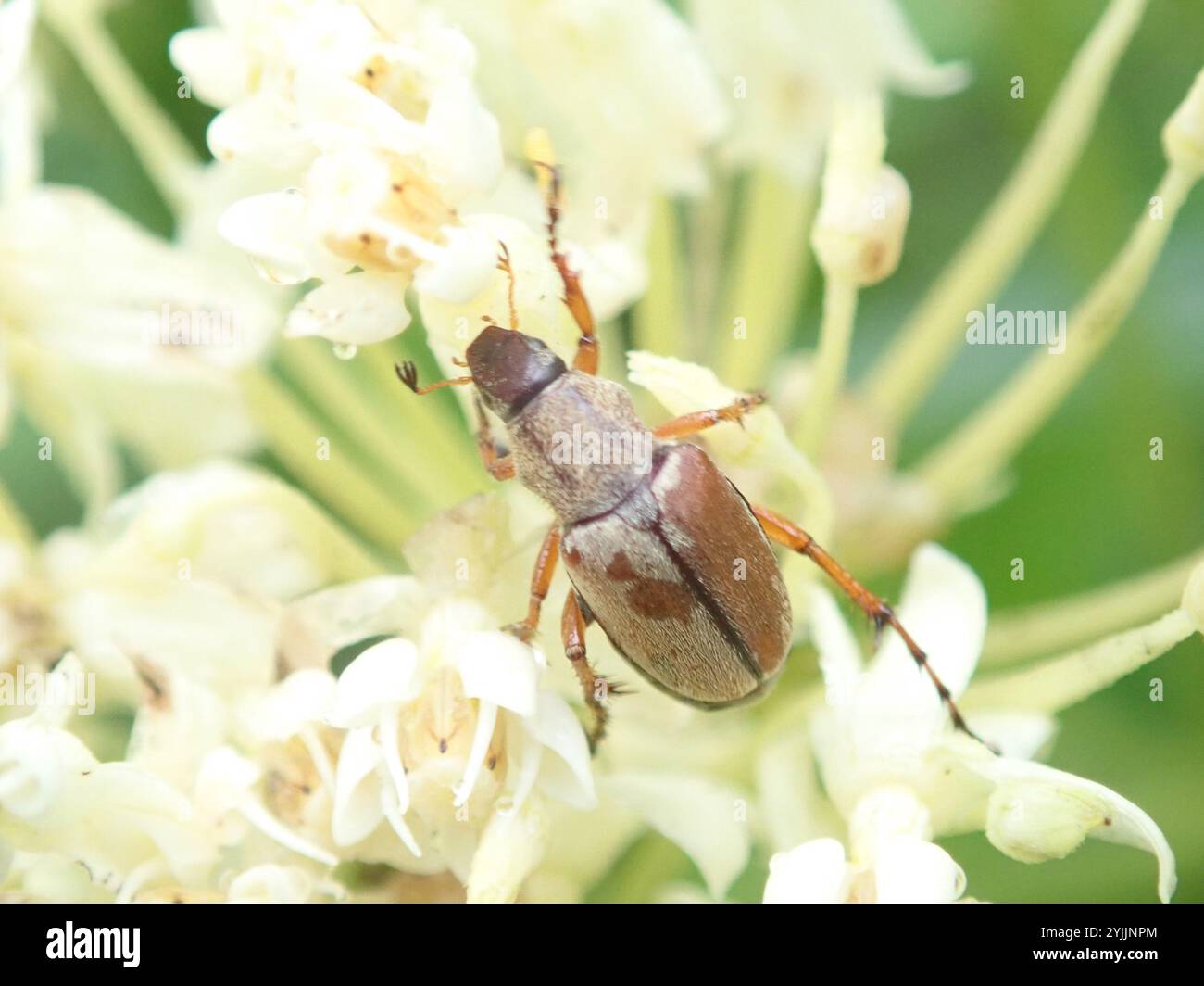 American Rose Chafer (Macrodactylus subspinosus Stock Photo - Alamy
