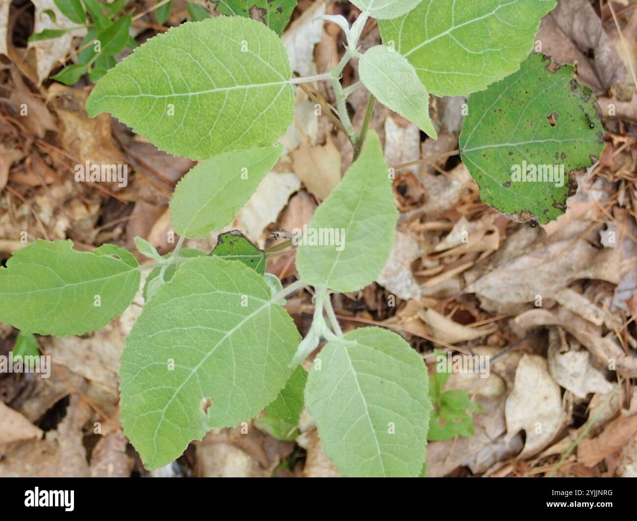 bigtooth aspen (Populus grandidentata Stock Photo - Alamy
