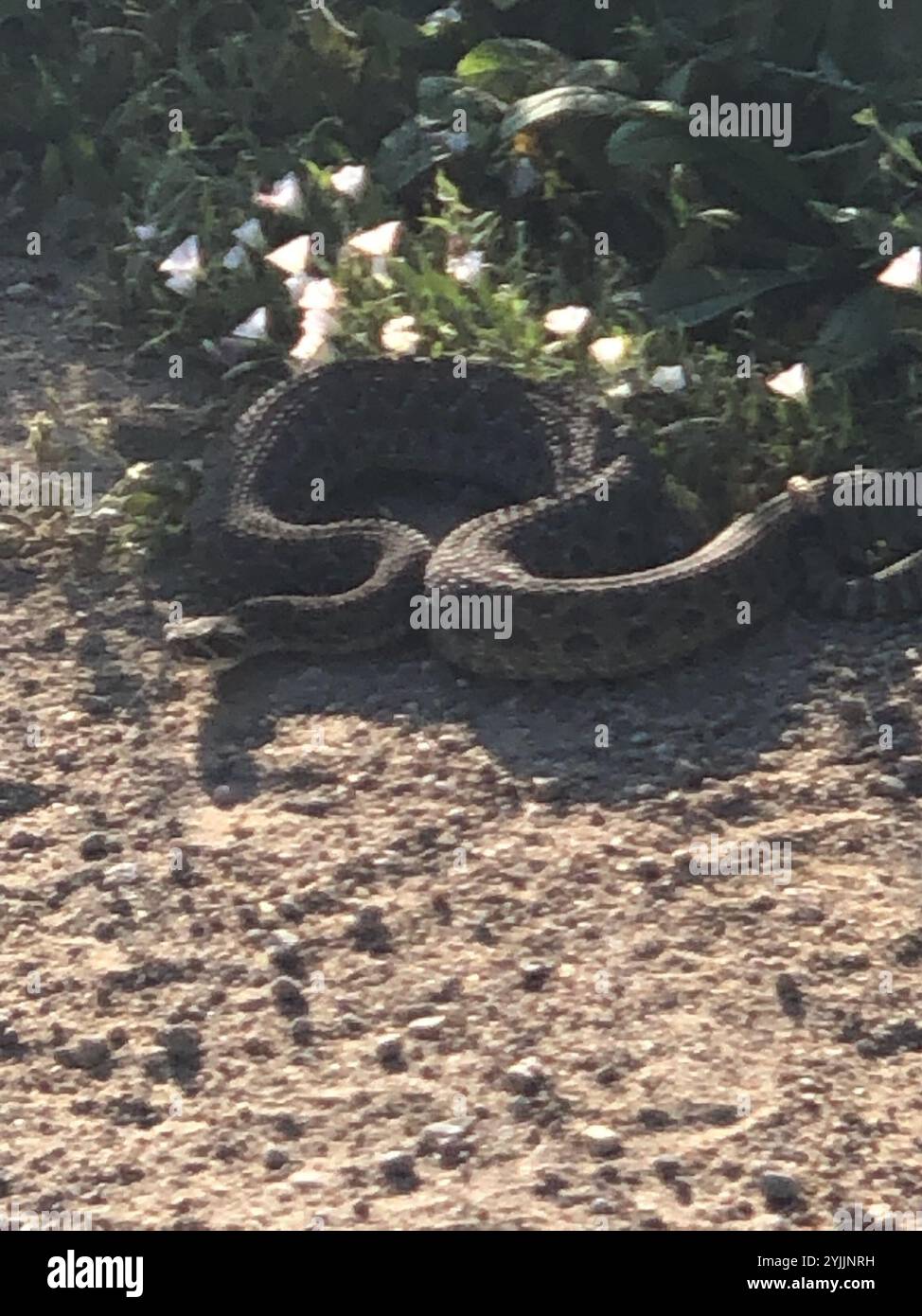 Prairie Rattlesnake (Crotalus viridis Stock Photo - Alamy