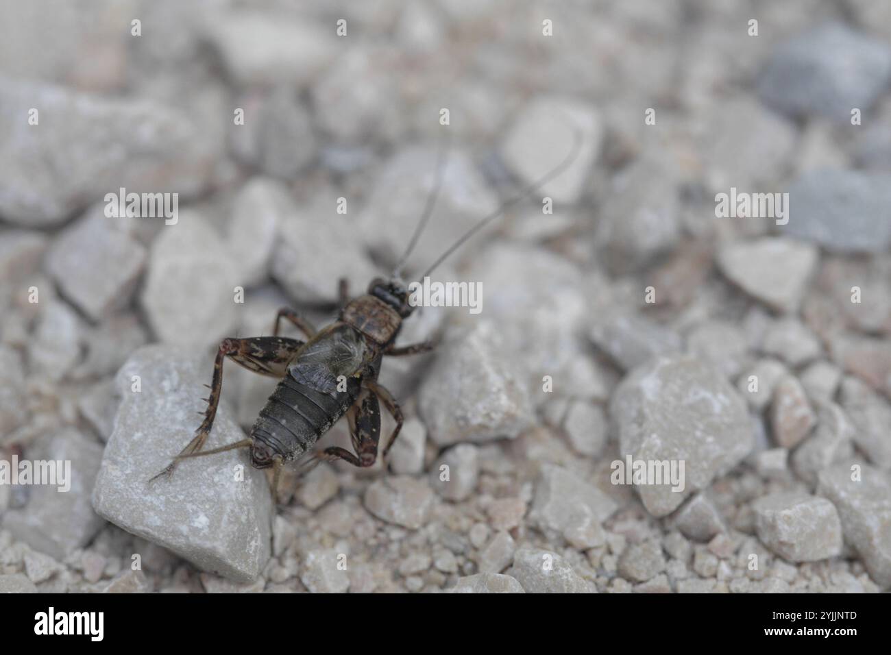 Nemobius hi-res stock photography and images - Alamy