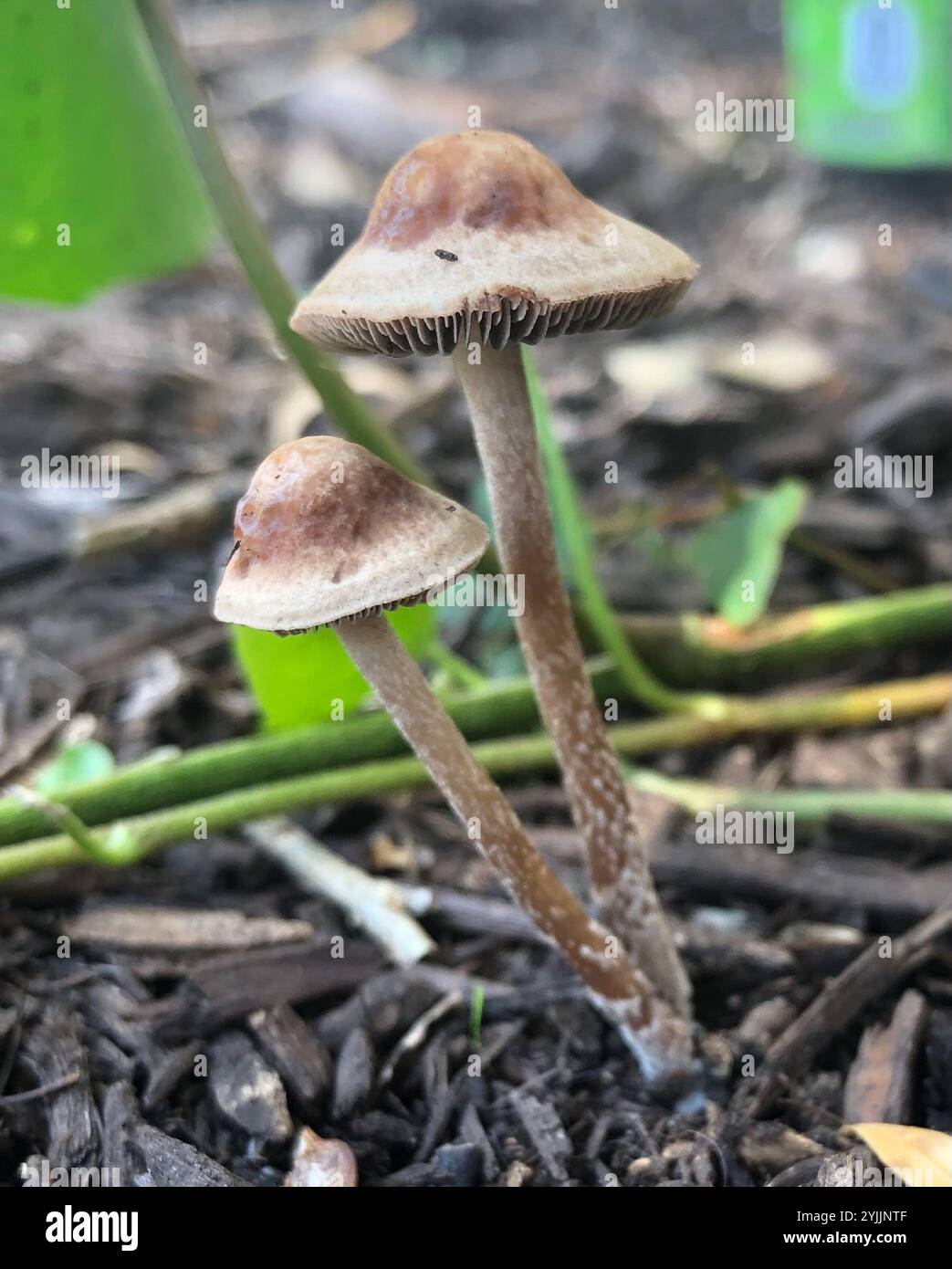 Banded Mottlegill (Panaeolus cinctulus Stock Photo - Alamy