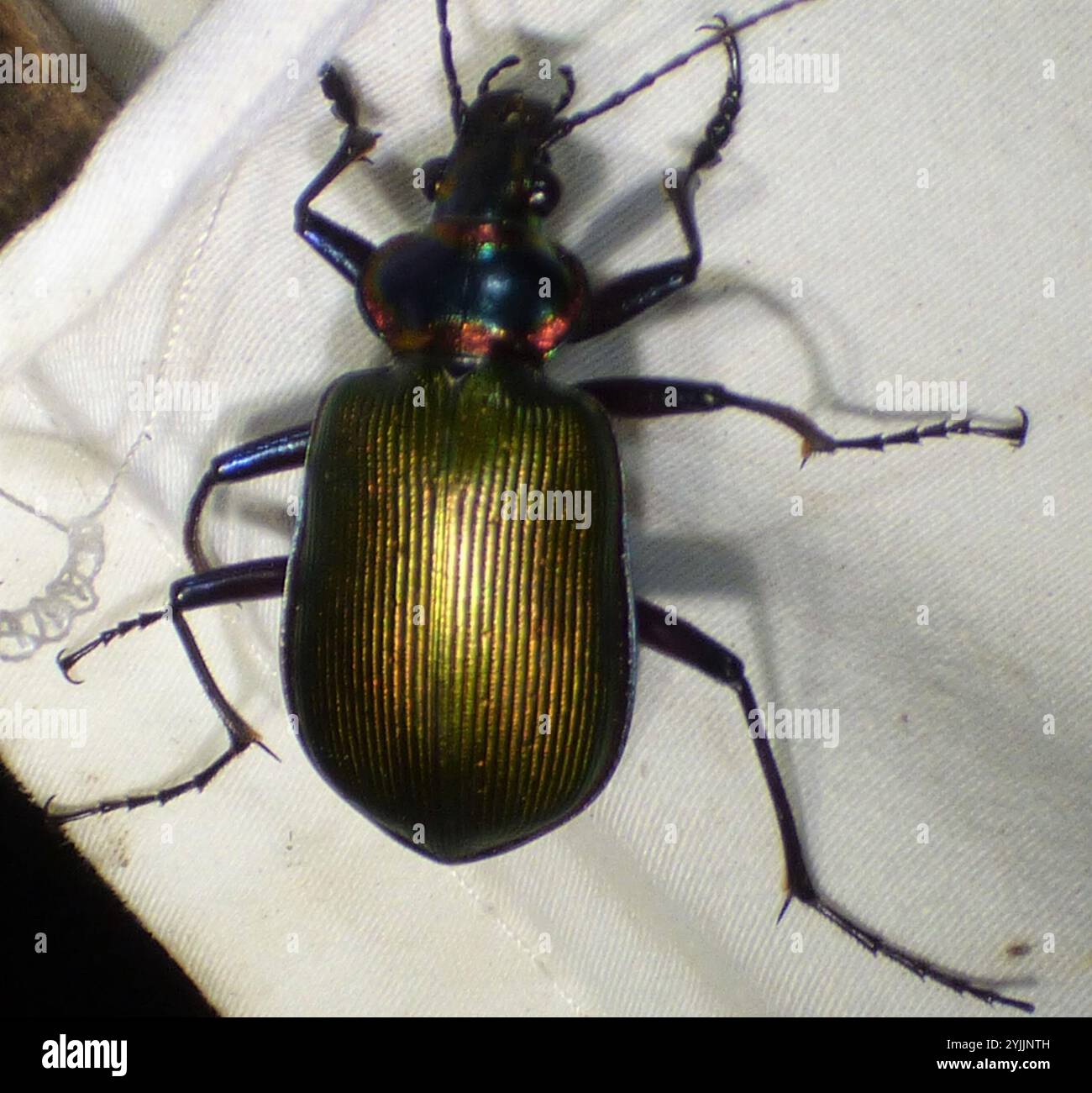 Fiery Searcher (Calosoma scrutator Stock Photo - Alamy