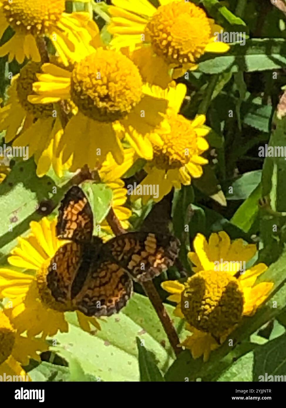Pearl Crescent (Phyciodes tharos Stock Photo - Alamy