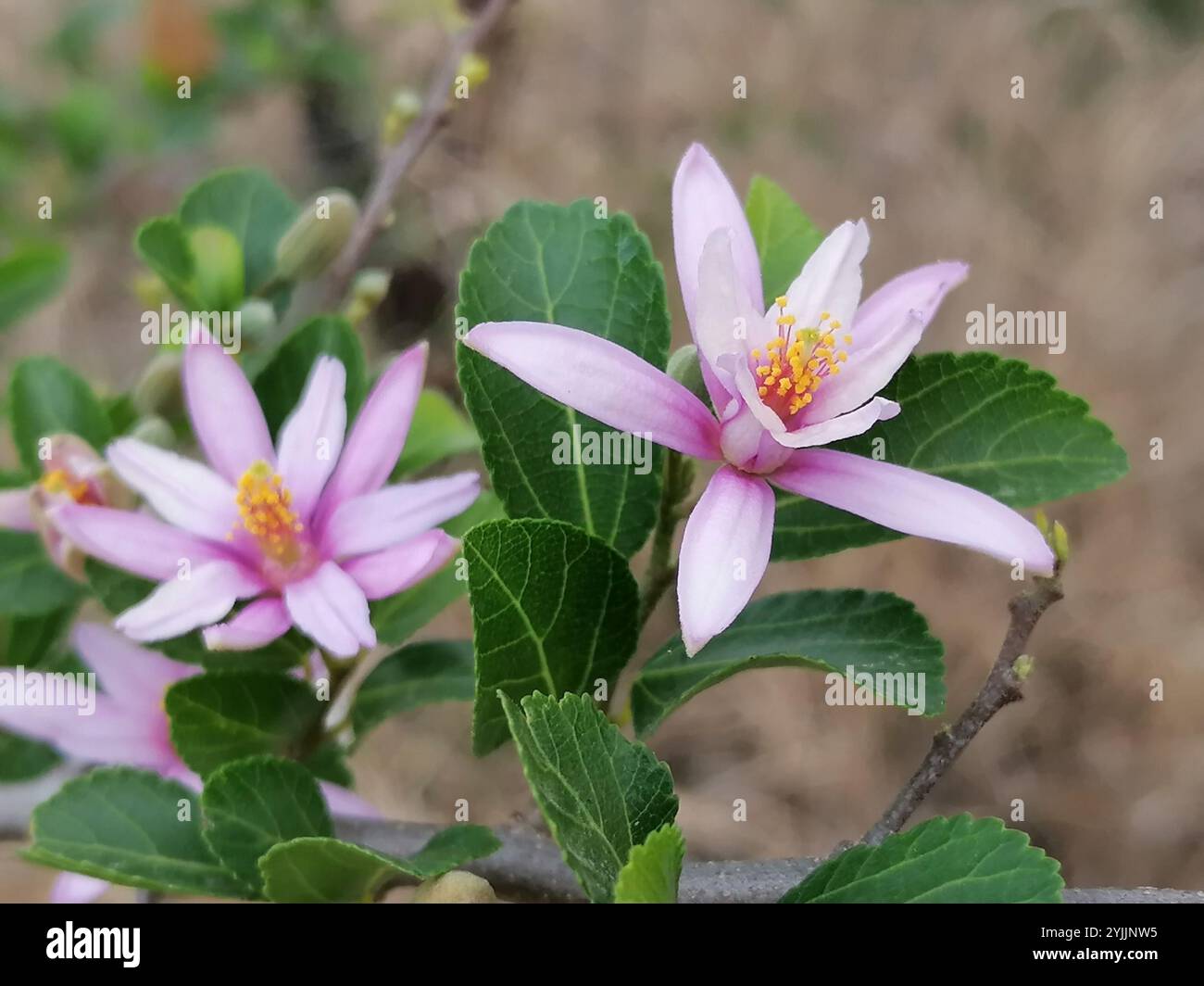 Crossberry (Grewia occidentalis Stock Photo - Alamy
