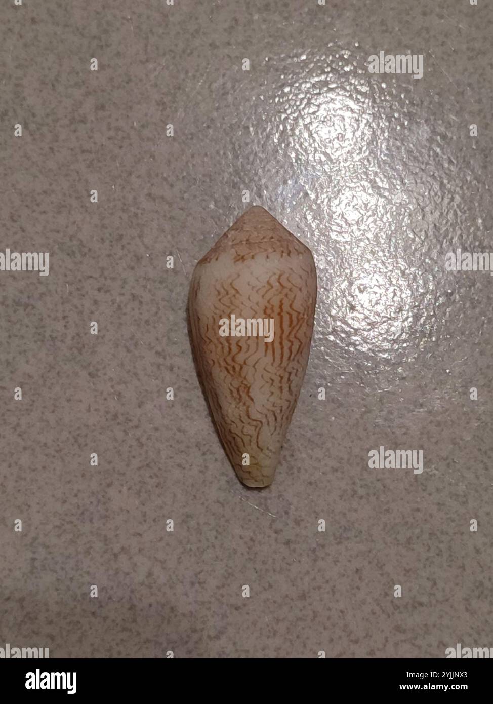 Textile Cone (Conus textile Stock Photo - Alamy